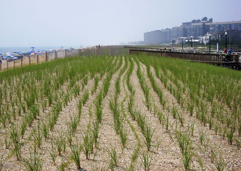 Beach Replenishment and Dune Restoration - ER&M, INC.